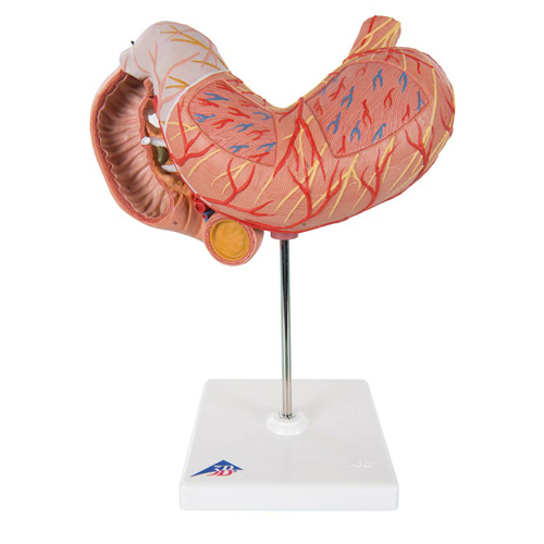 Acquista Stomaco, in 3 parti, Doctor Shop